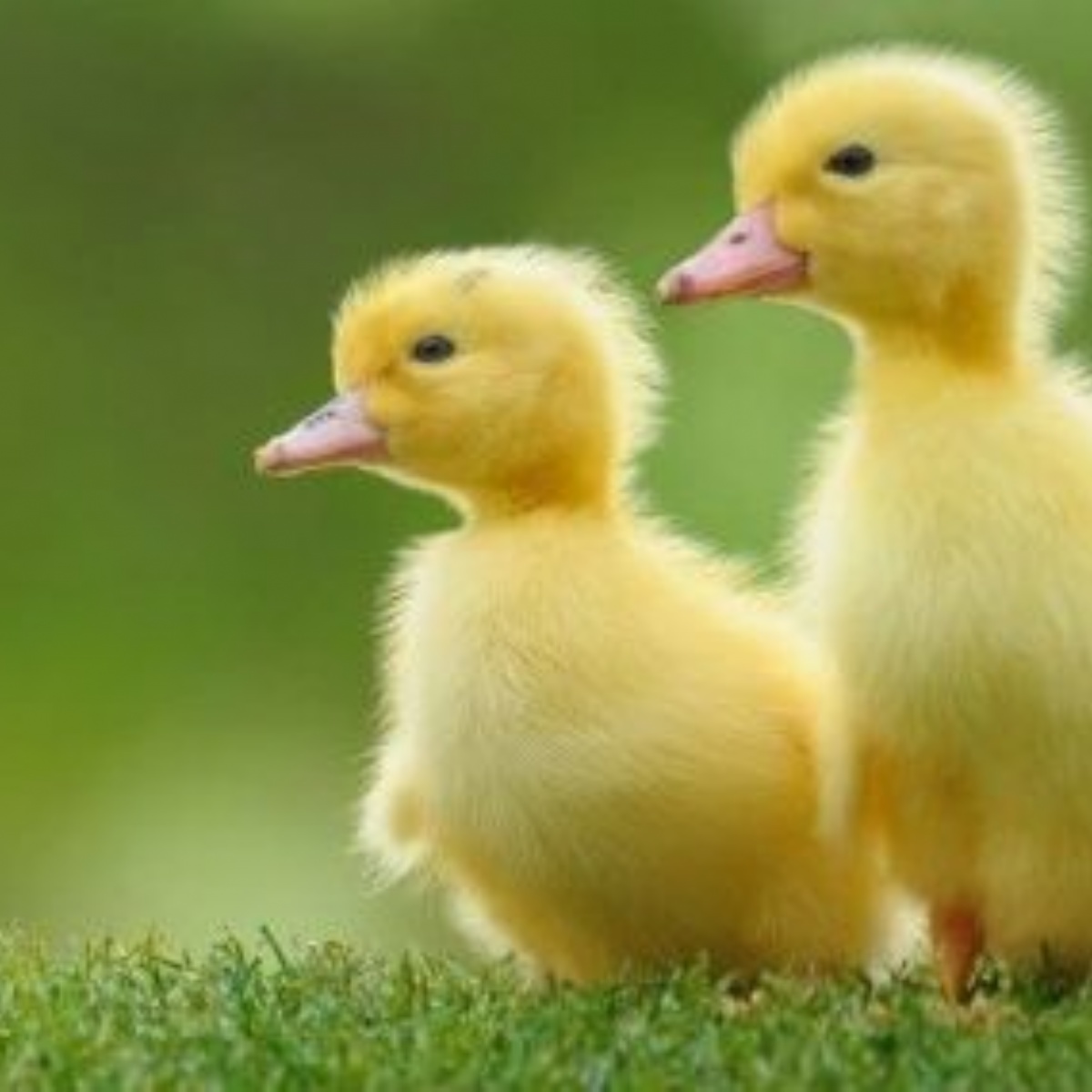 Thornden School - Thornden Ducklings